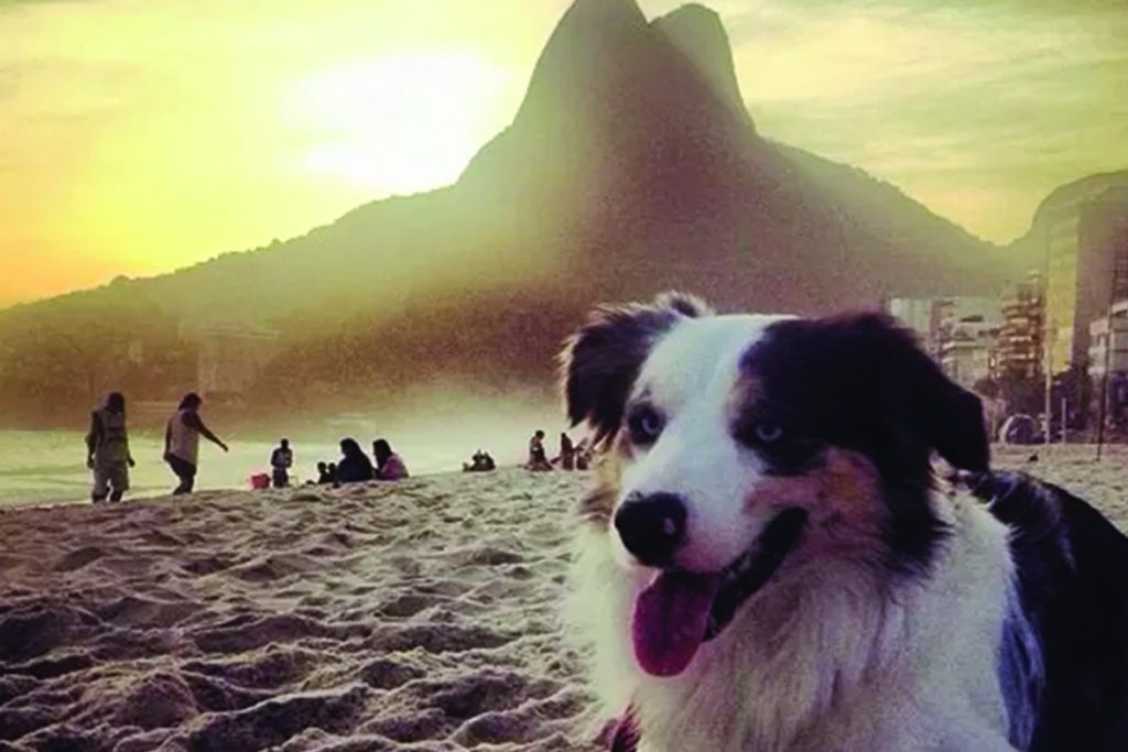 El perro futbolista que muestra su talento en playas (video) | Digitall ...