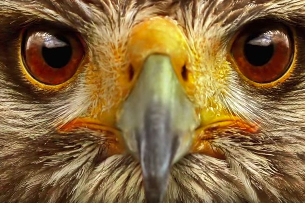 ¿Quieres saber cómo es la visión de un animal? | Digitall Post ...