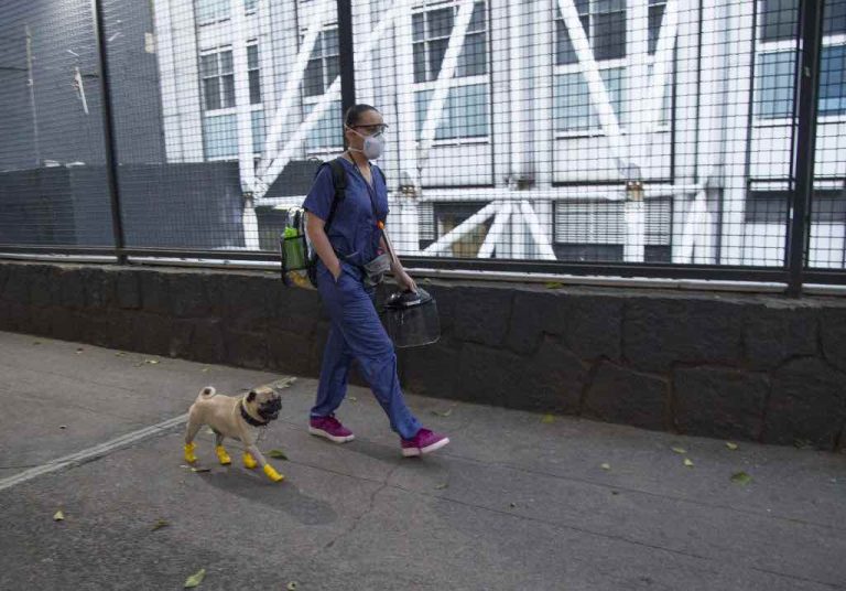 Harley "el tuerto", el perro terapeuta para el personal médico ...
